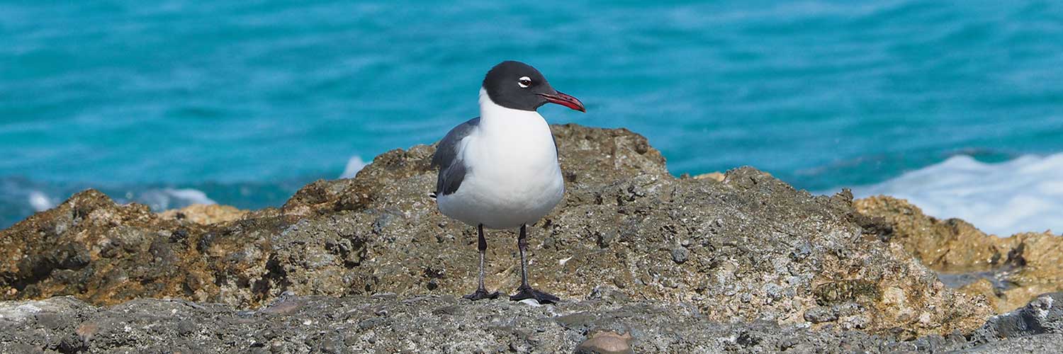 The Official Language of Bonaire