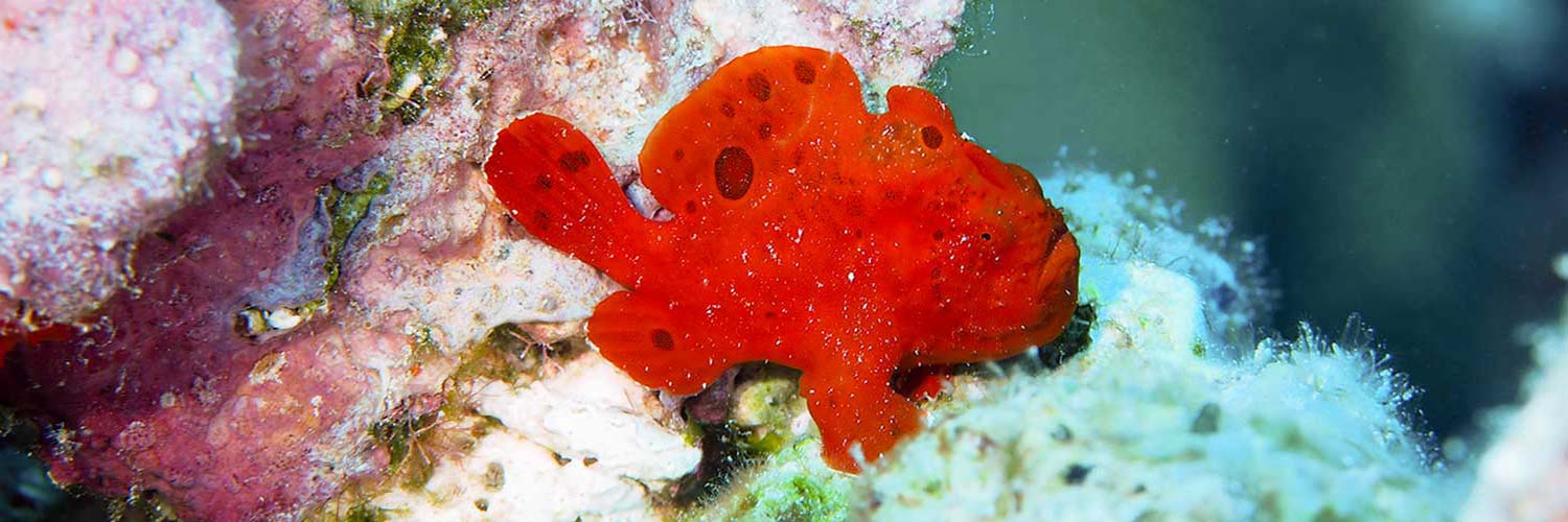 La Machaca (Habitat) - InfoBonaire