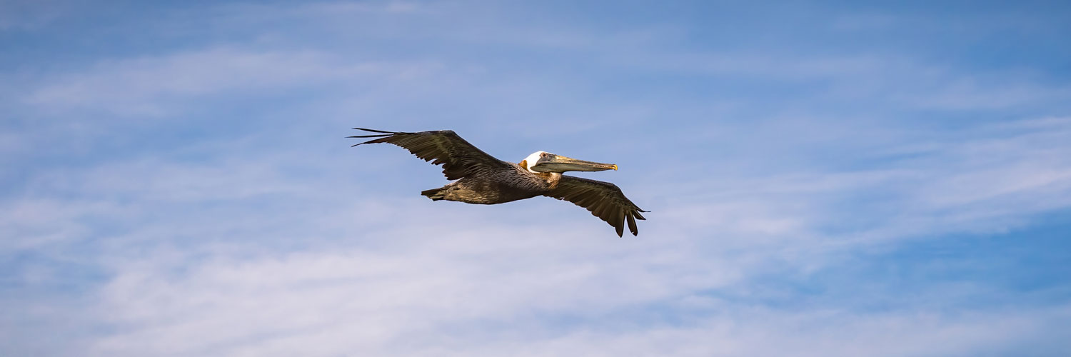 The Native Language of Bonaire
