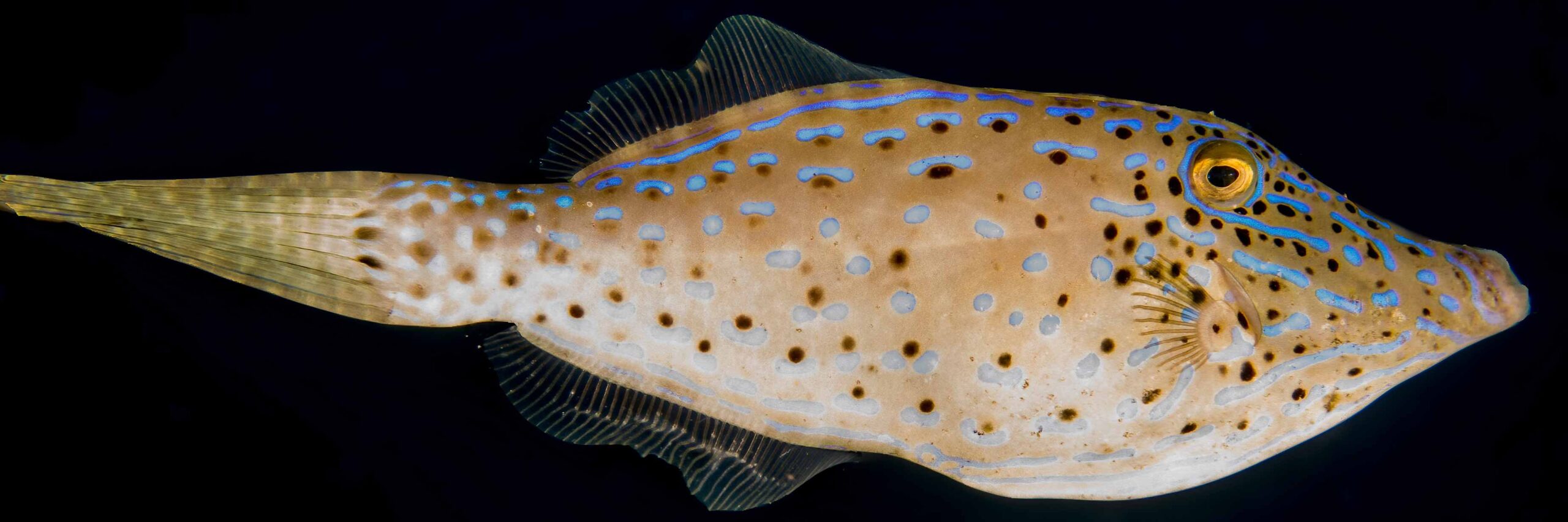 Bonaire Dive Site: Bon Bini Na Cas