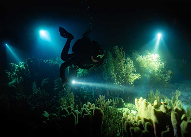 RRFB Breeds Rare Pillar Coral for the First Time on Bonaire - InfoBonaire